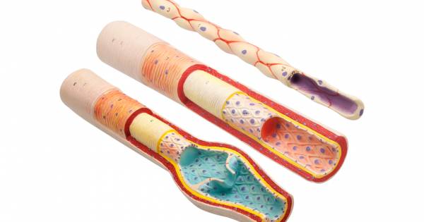 Artery, Vein and Capillary Model Set