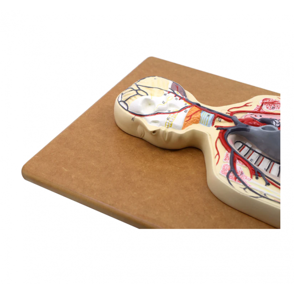 Human Circulatory System Model