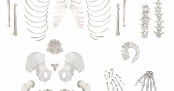 Disarticulated Adult Human Skeleton