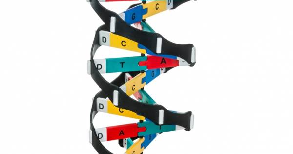 DNA Model Kit